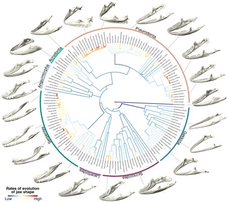 Scientists Reveal Jaw-Dropping Secrets of Lizard and Snake Evolution