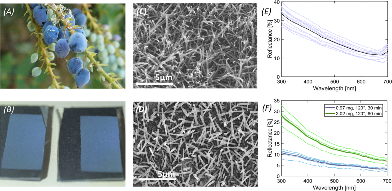 Why Are Blueberries Blue? Scientists Have Finally Discovered the Reason