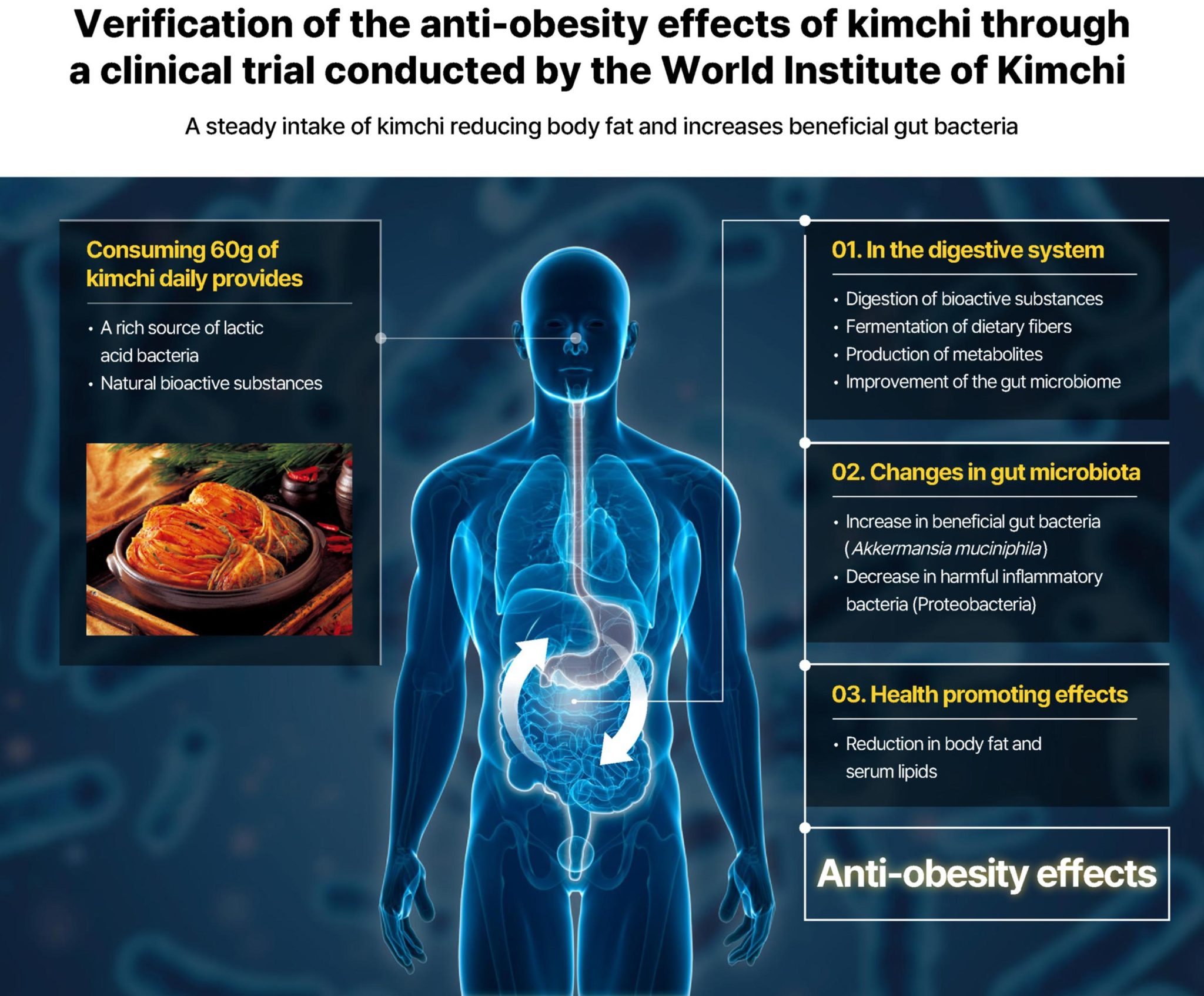 Kimchi Diet Reduces Body Fat by 31.8% in Preclinical Study