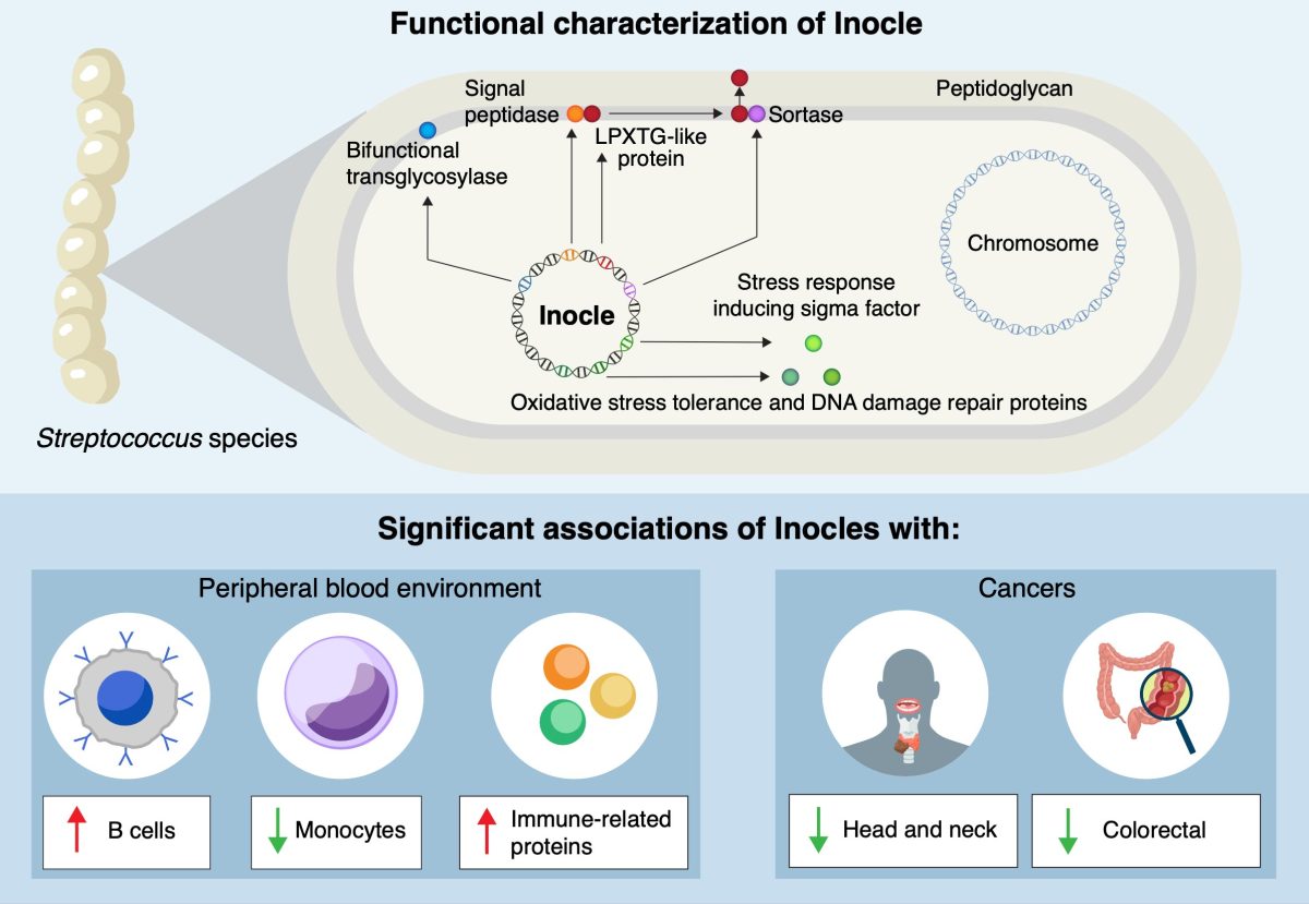 Scientists Discover Massive DNA “Inocles” Living in the Human Mouth