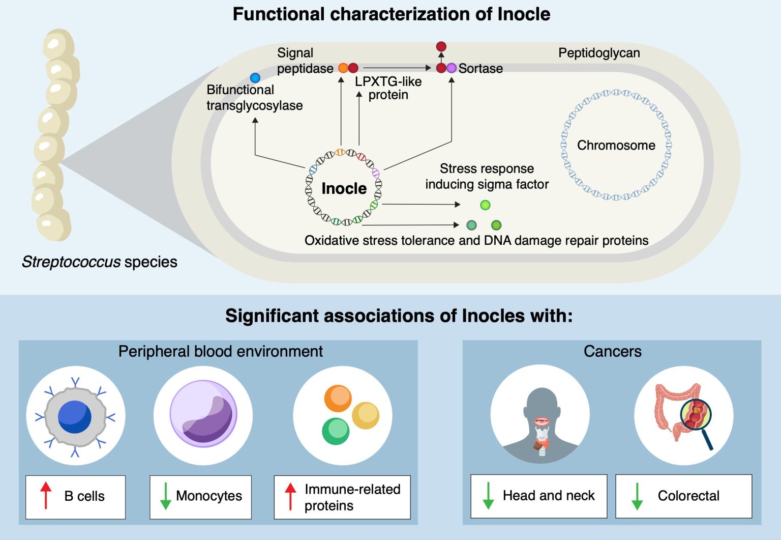 Scientists Discover Massive DNA “Inocles” Living in the Human Mouth