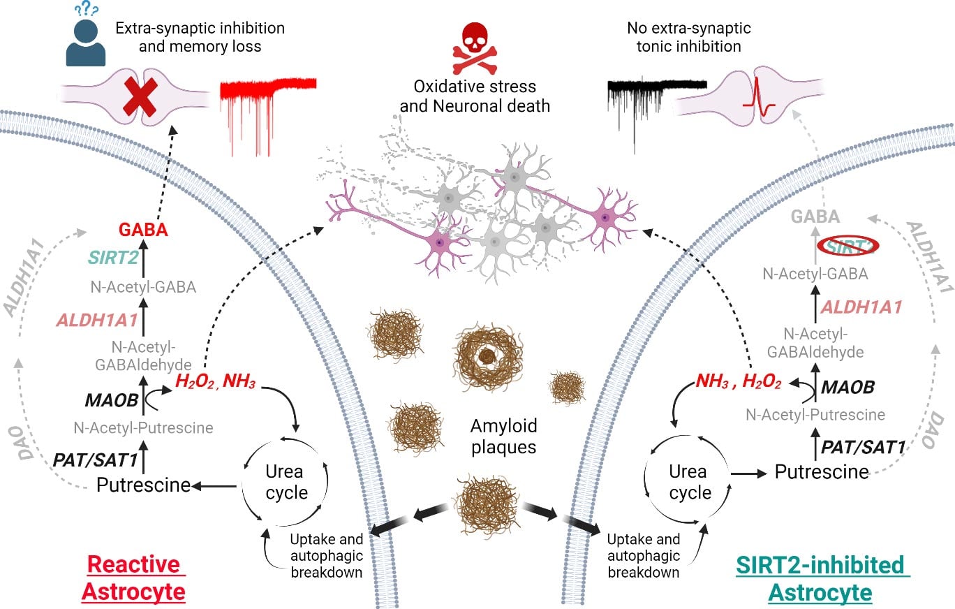 Alzheimer’s Breakthrough: Scientists Identify Key Enzyme That Links ...