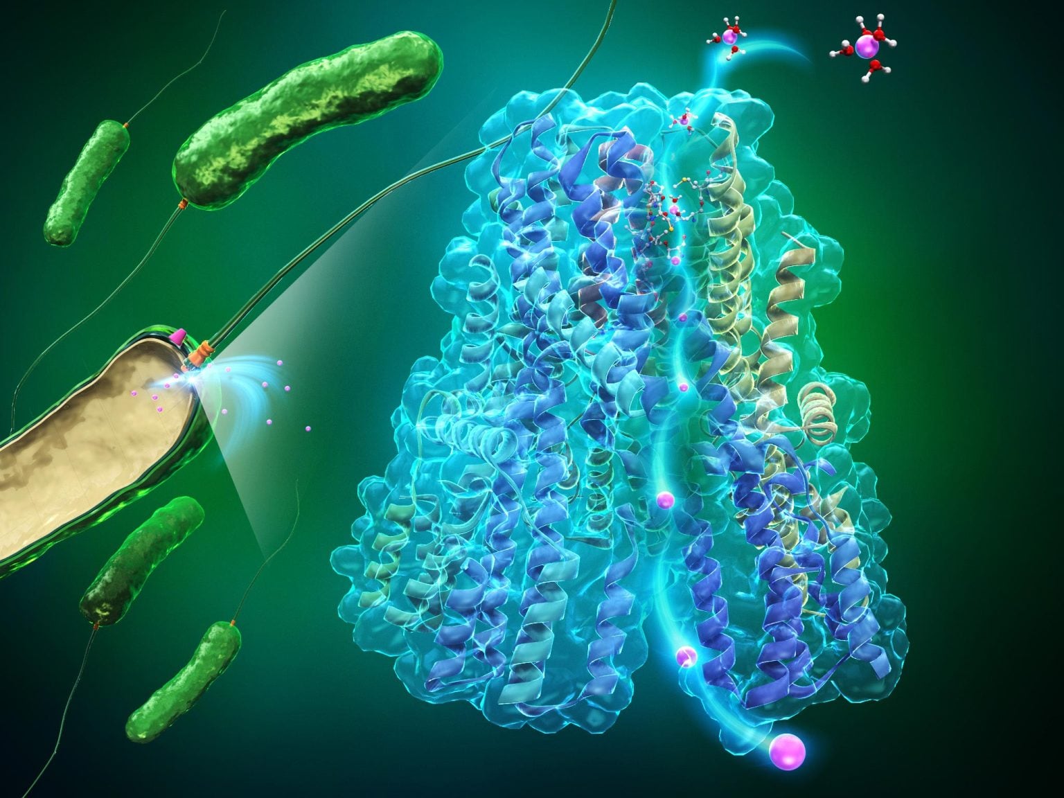 Flagellar Motors: How Bacteria Achieve Nearly 100% Energy Efficiency