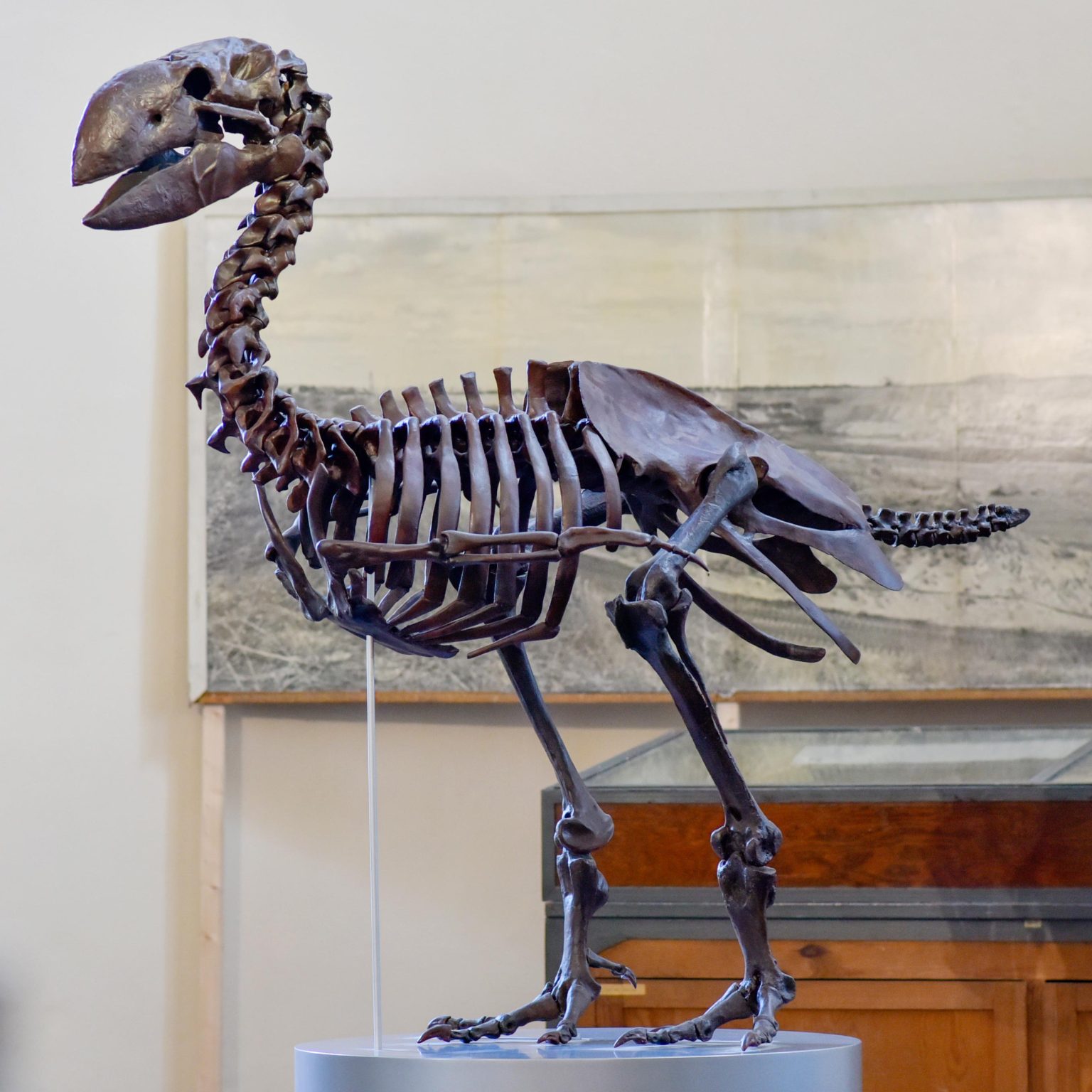 Paleontologists Discover Extremely Rare 45-Million-Year-Old Bird Fossil ...