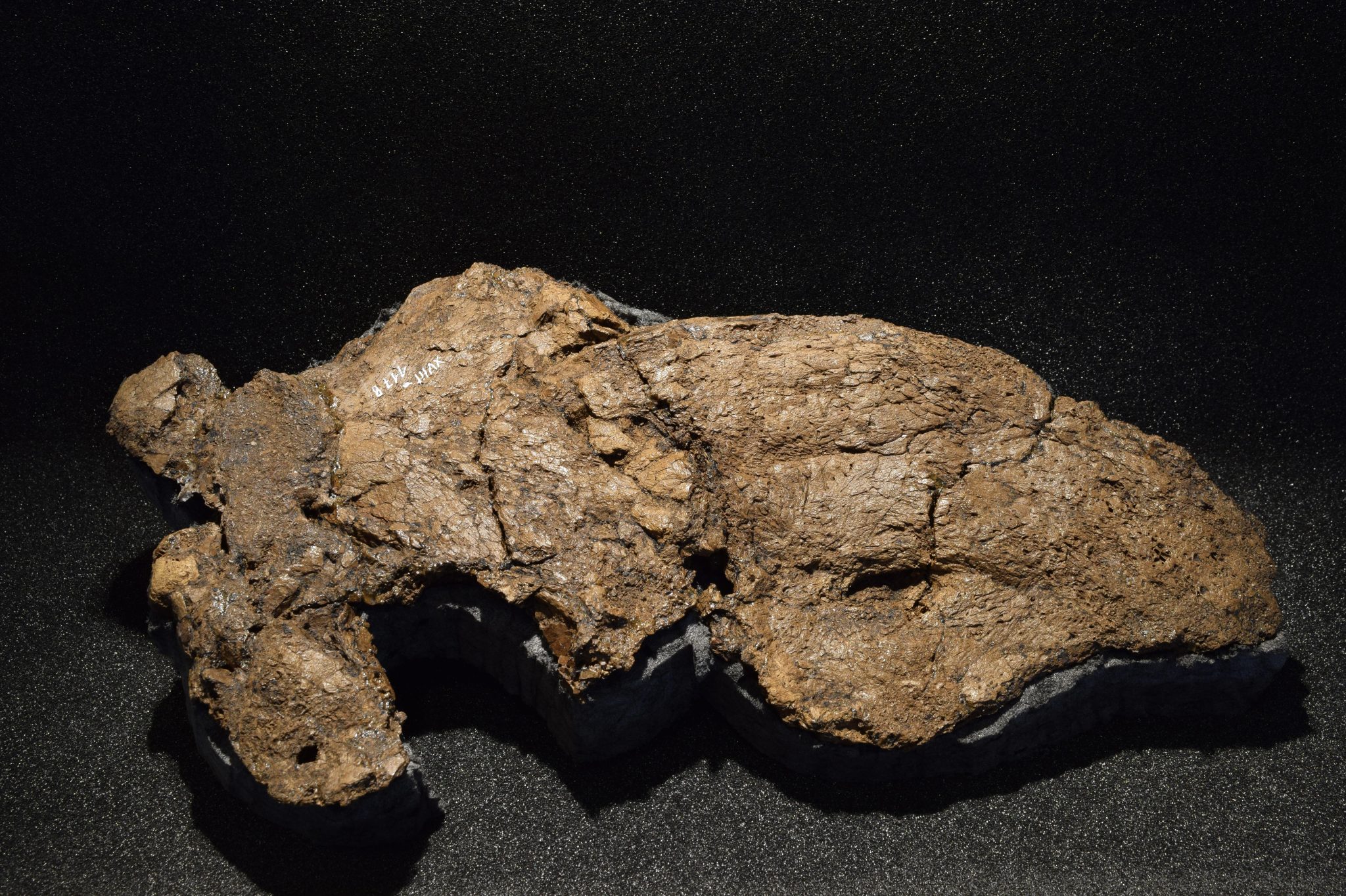 Paleontologists Discover Extremely Rare 45-Million-Year-Old Bird Fossil ...