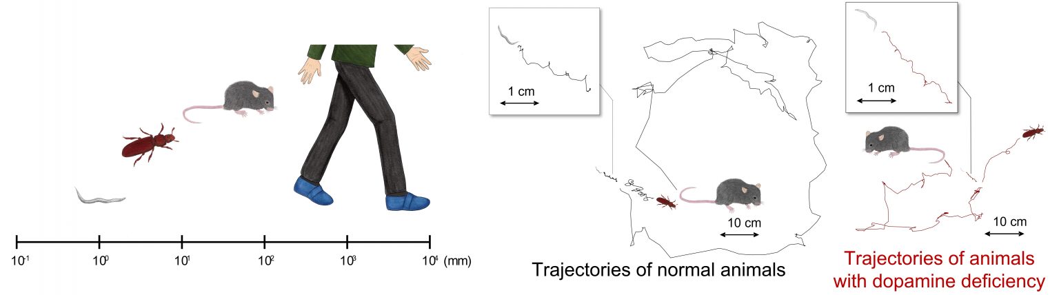 AI Reveals Walking Patterns of Movement Disorders Shared Among Worms ...