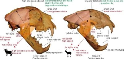 Snow Leopards in Portugal? Fossil Discovery Redefines Their ...