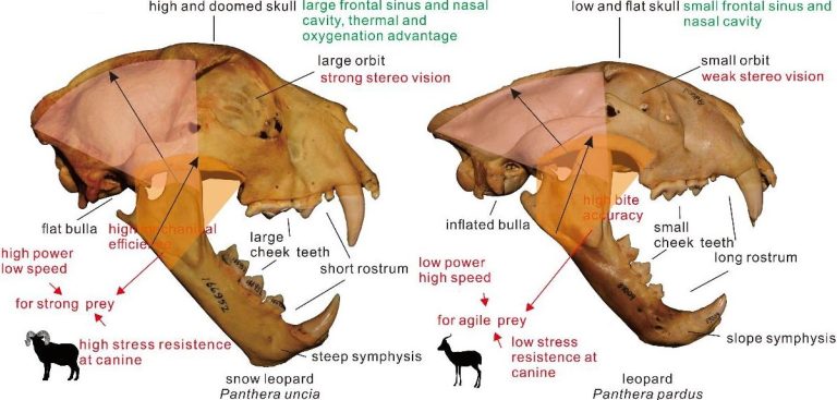 Snow Leopards in Portugal? Fossil Discovery Redefines Their ...