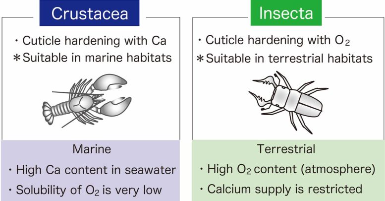Why Are There So Few Insects in the Ocean? Japanese Scientists May Have ...