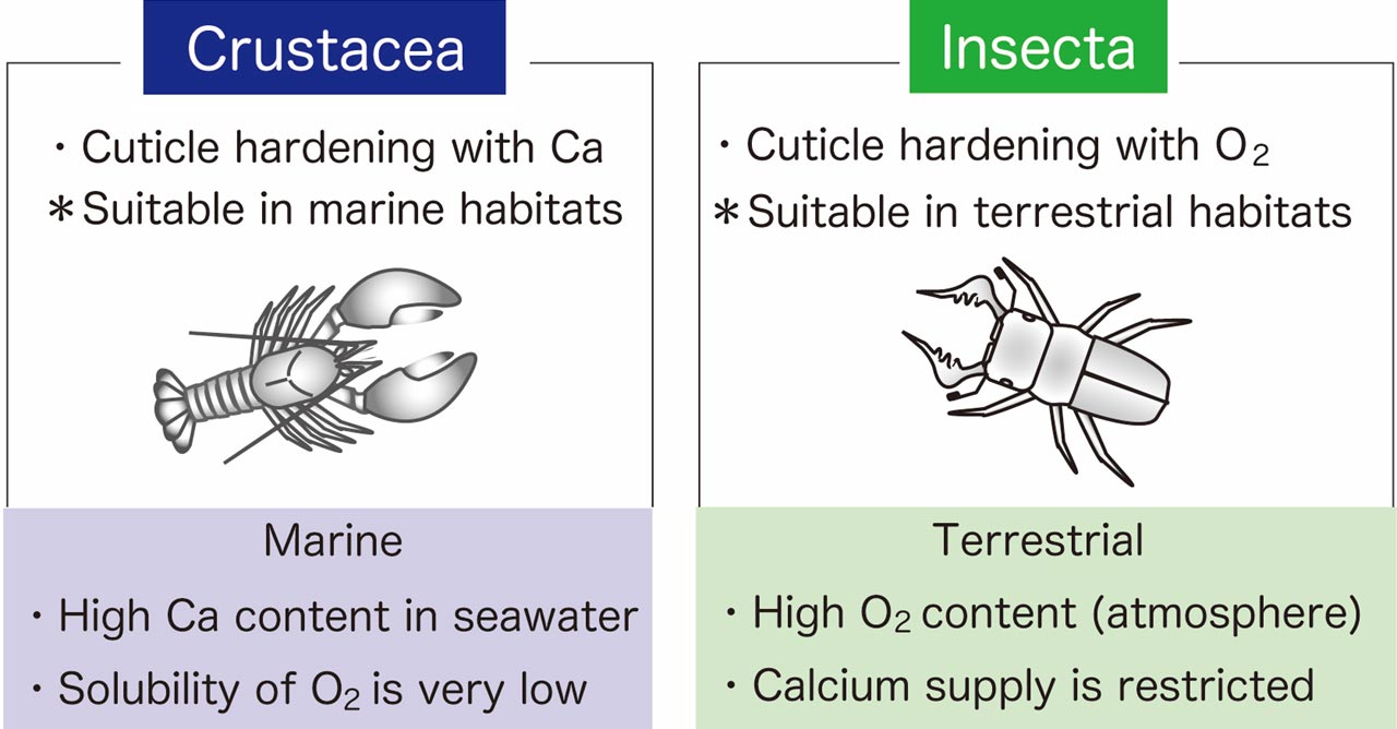 Why Are There So Few Insects in the Ocean? Japanese Scientists May Have ...