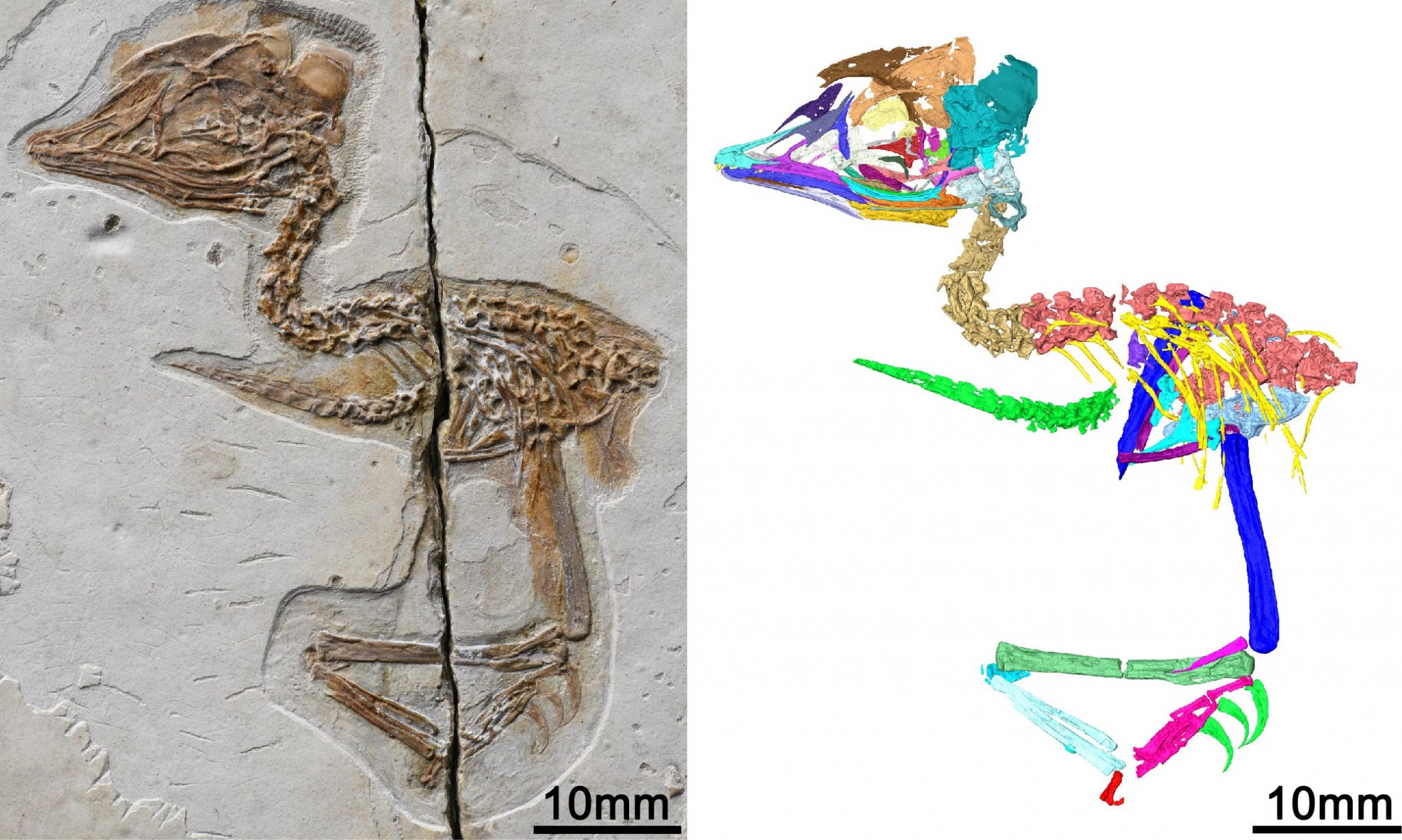 Tiny Ancient Bird Discovered in China Shares Skull Features With ...