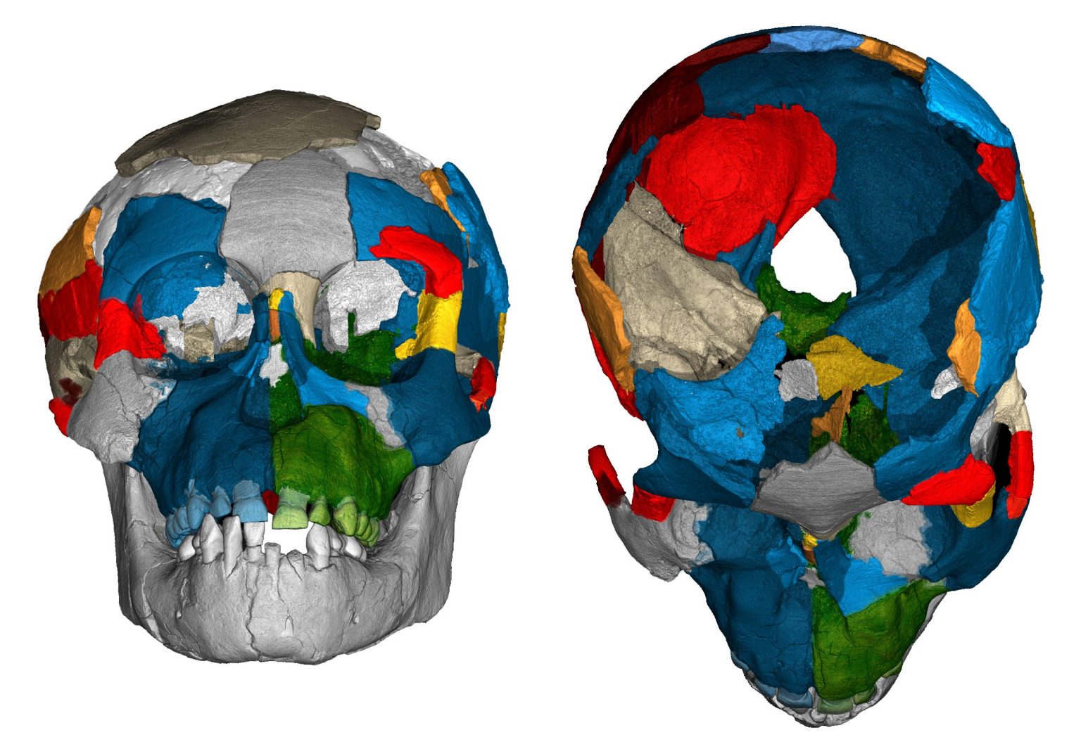 Evolutionary Secrets of Fossil Brains Revealed: “Lucy” Had Ape-Like ...
