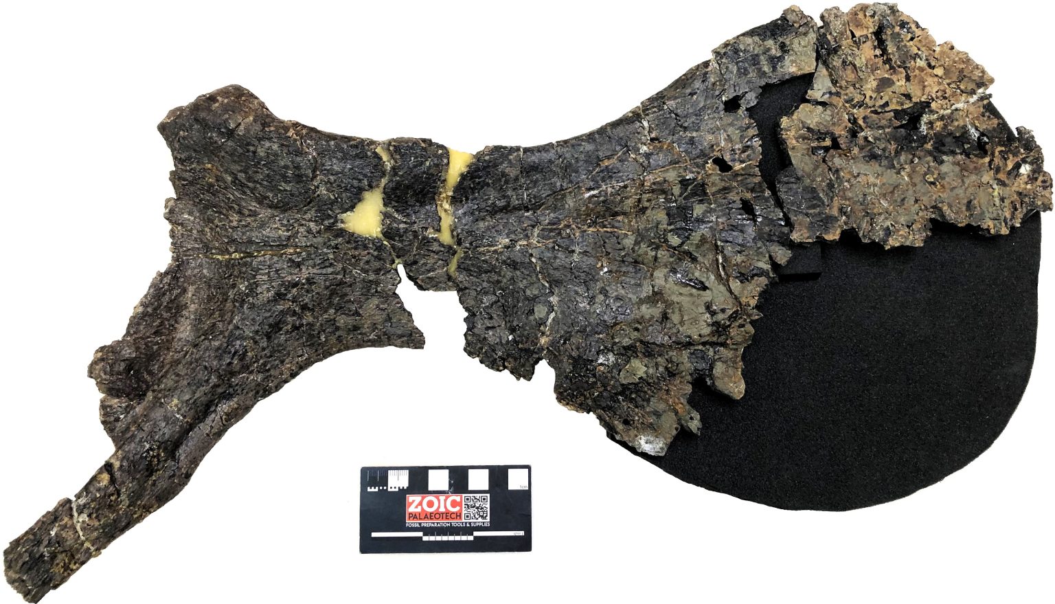 Amazing Discovery: Fossil Collector Unearths the Most Complete Dinosaur ...
