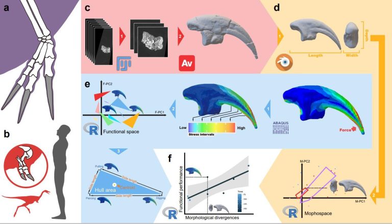 Unlocking the Secrets of Dinosaur Claws: Study Reveals Surprising Functions