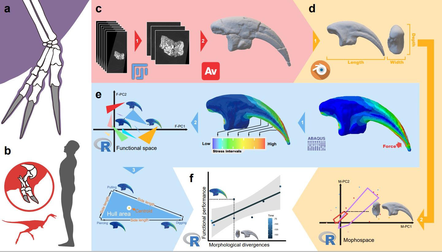 Unlocking the Secrets of Dinosaur Claws: Study Reveals Surprising Functions