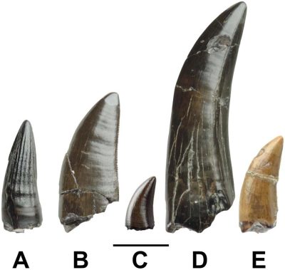 Researchers Discover Extraordinary 135-Million-Year-Old Tyrannosaur ...