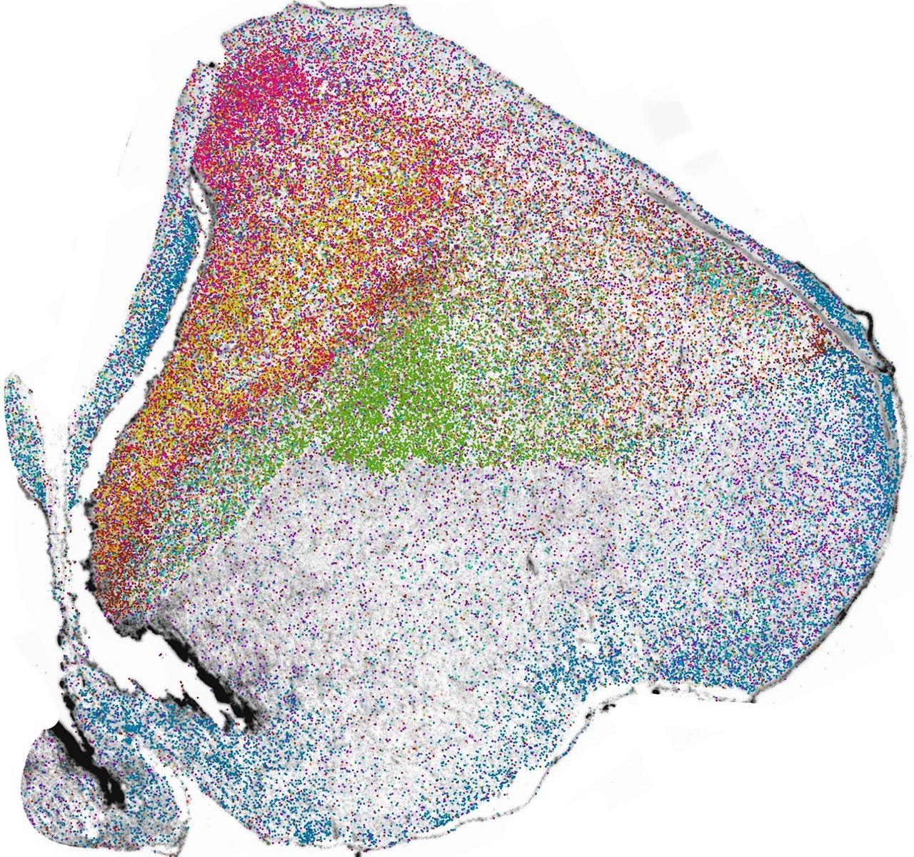 Rethinking Brain Evolution: Birds and Mammals Took Different Paths to ...