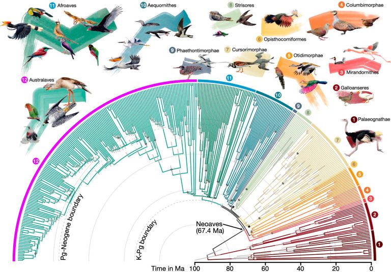 From Dinosaurs to Hummingbirds: New Family Tree Revises Our ...