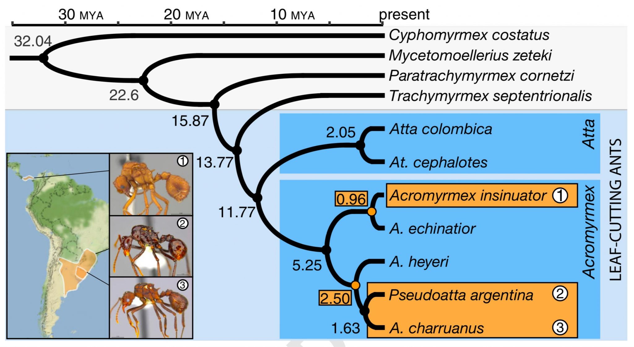 How to Become "Ant-I-Social" – Erosion of Ant Genome Tied to Loss of ...