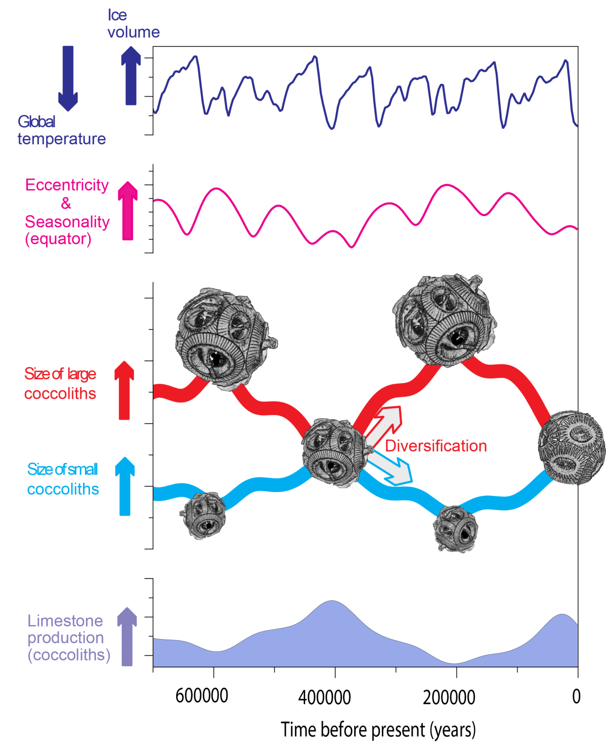 Variations in Earth’s Orbit Drove Biological Evolution of Coccolithophores
