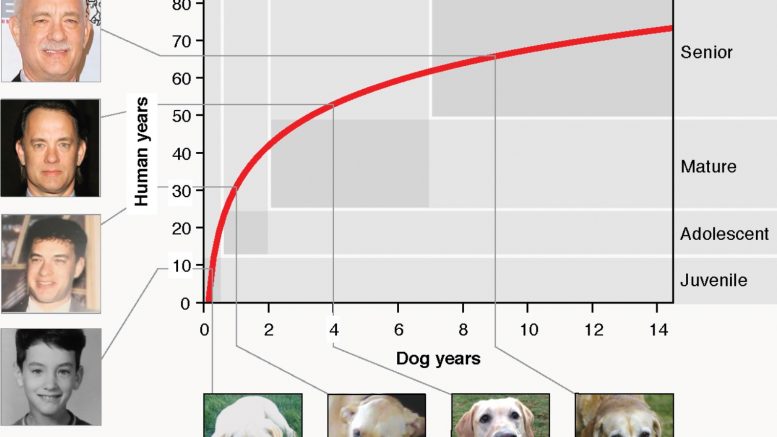 What Is Your Dog’s Lifespan? You Might Be Surprised – Dog Aging Project