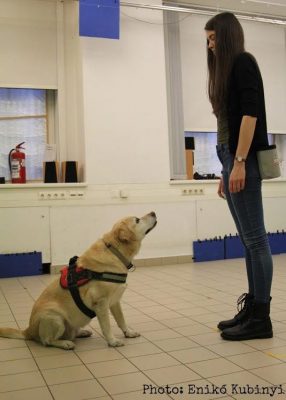 At Least Four Independent Traits Affect Dogs’ Ability To Establish Eye ...