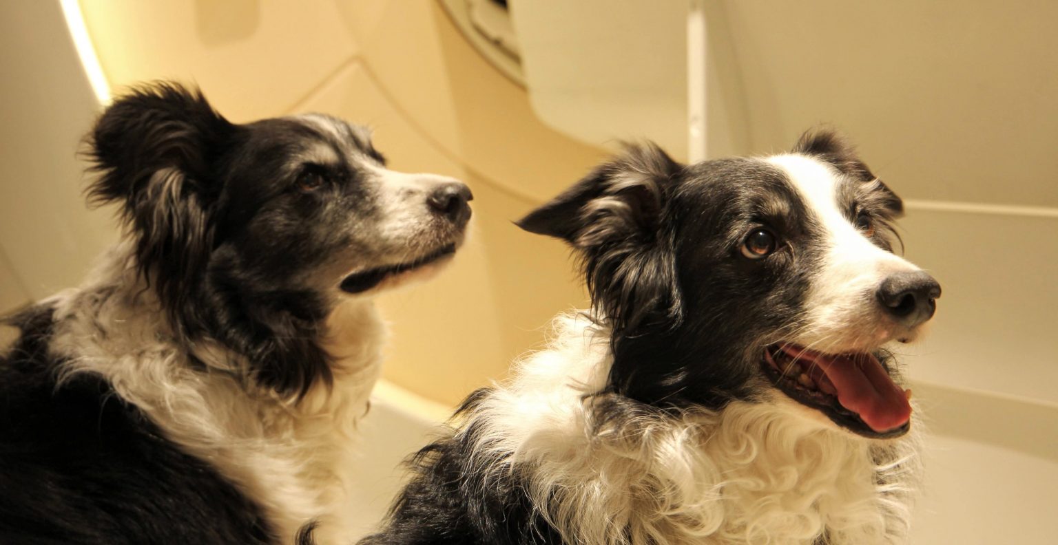 From Puppyhood to Senior Age: How Dogs’ Personality Changes Over Time