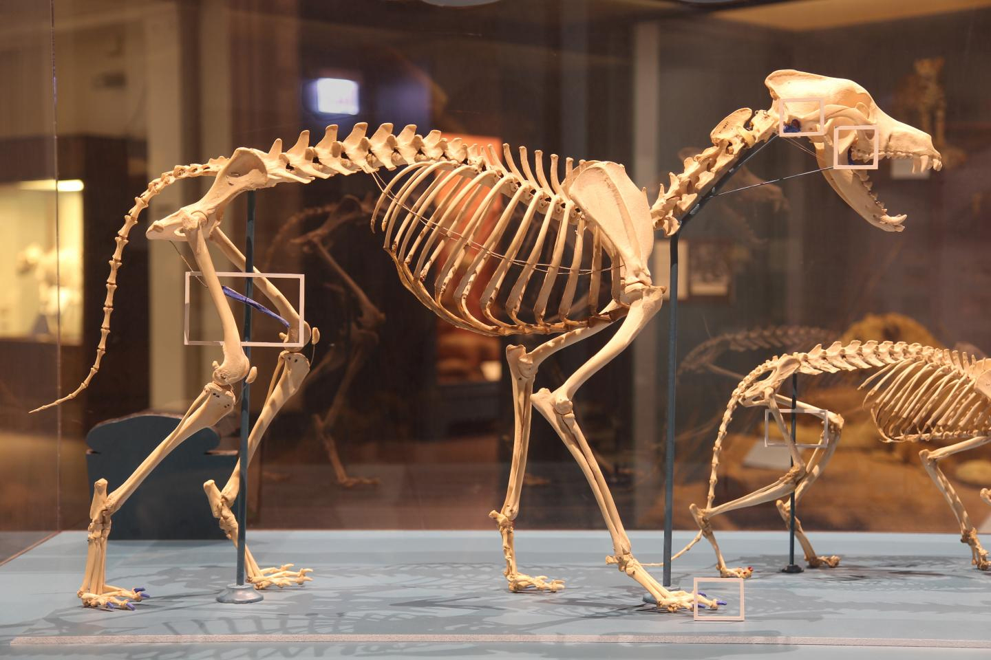 How Mammals Complex Frankenstein s Monster Backbones Evolved