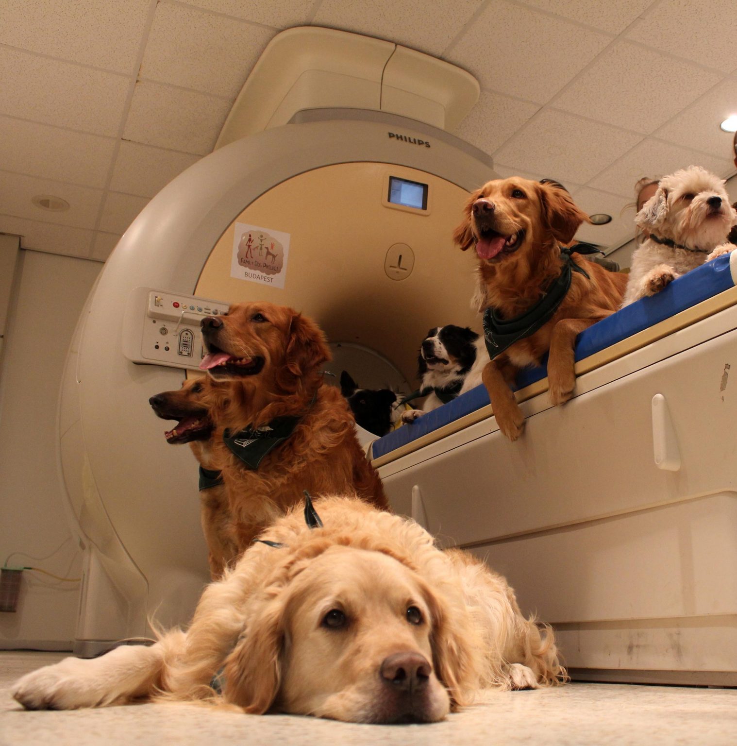 fMRI Experiment Reveals Striking Differences in How Dog and Human ...