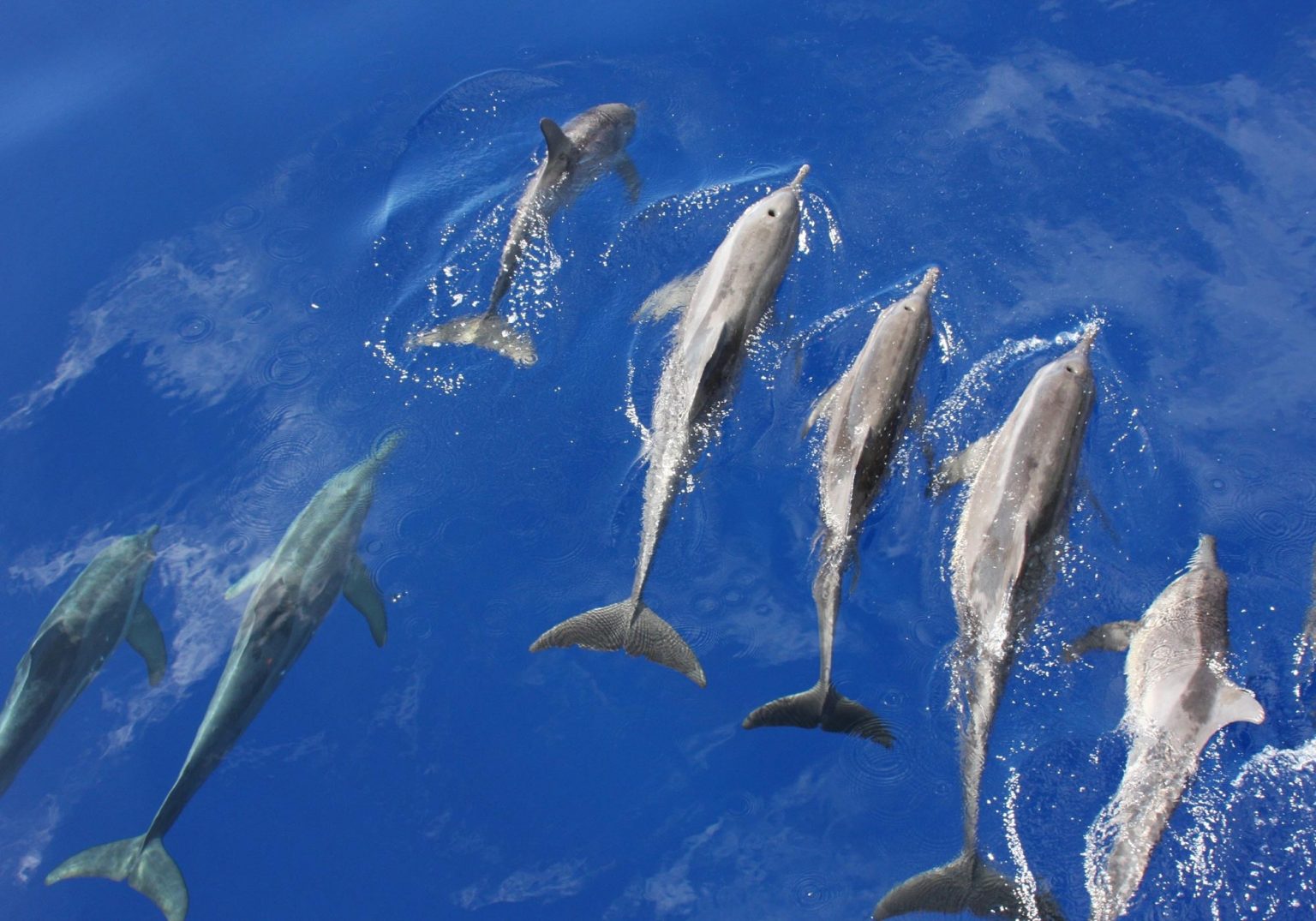 Friendships and Rivalries: Cooperative Male Dolphins Can Tell Who’s on ...