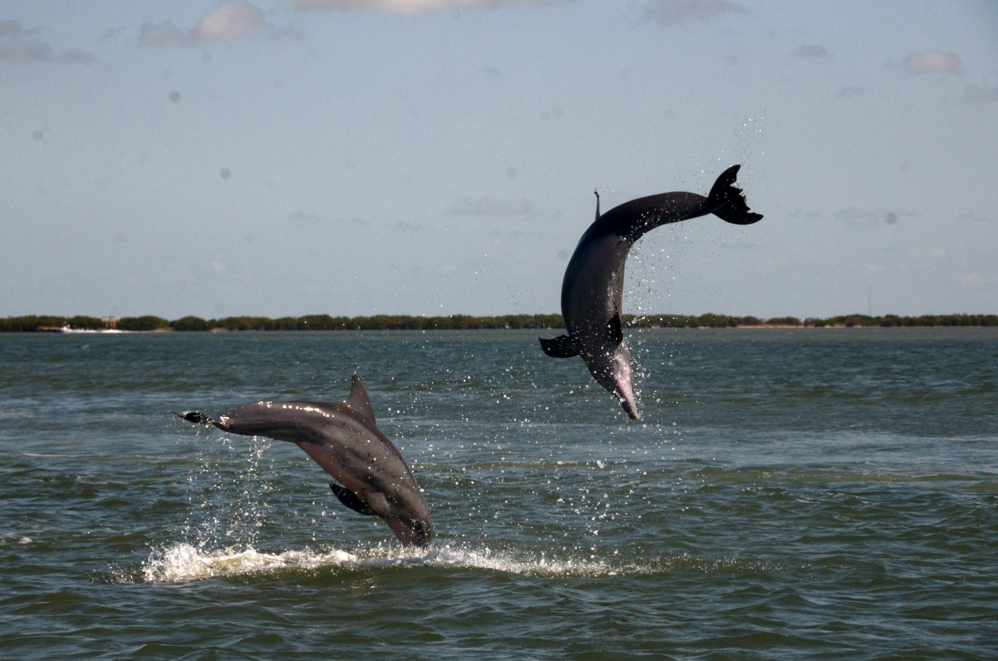 Researchers Discover Dolphin Females Have Working Clitoris ...