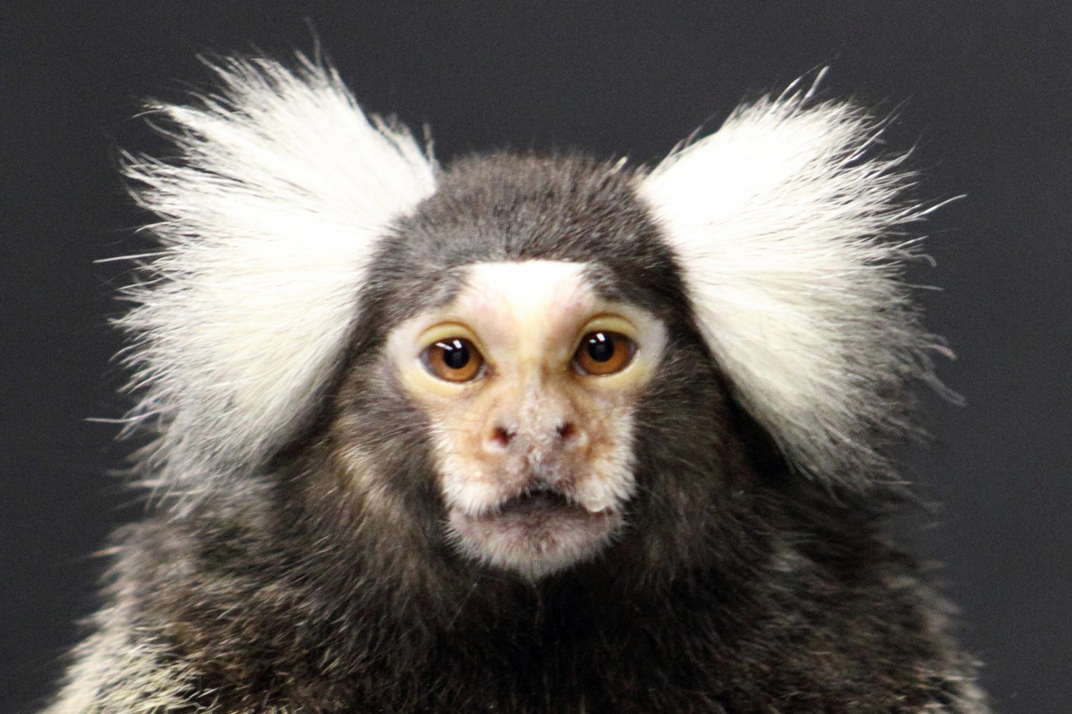 Monkeys May Have “Self-Domesticated” – Like Humans