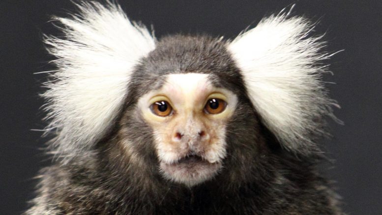 Eavesdropping Marmosets Understand Other Monkeys’ Conversations – And ...