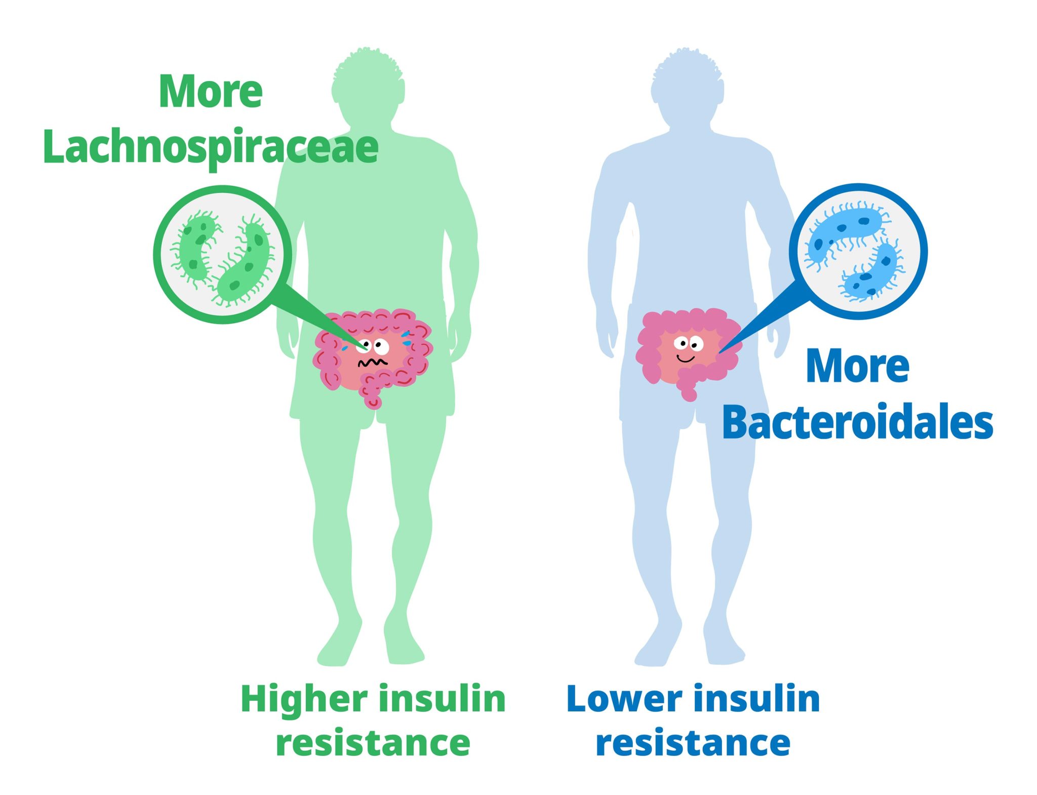 Probiotic Bacteria Treatment Reduces Insulin Resistance & Protects ...