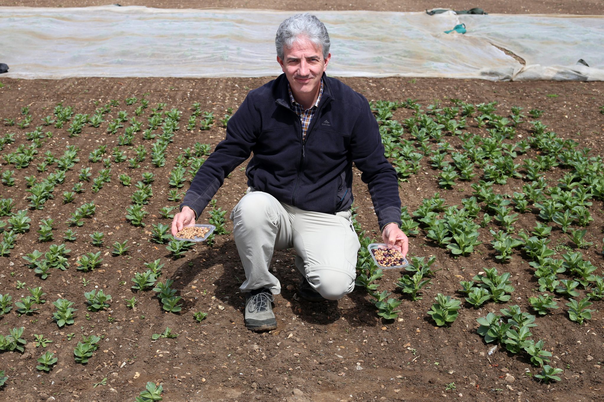 Optimizing Nutrition – Scientists Sequence Faba Bean Genome