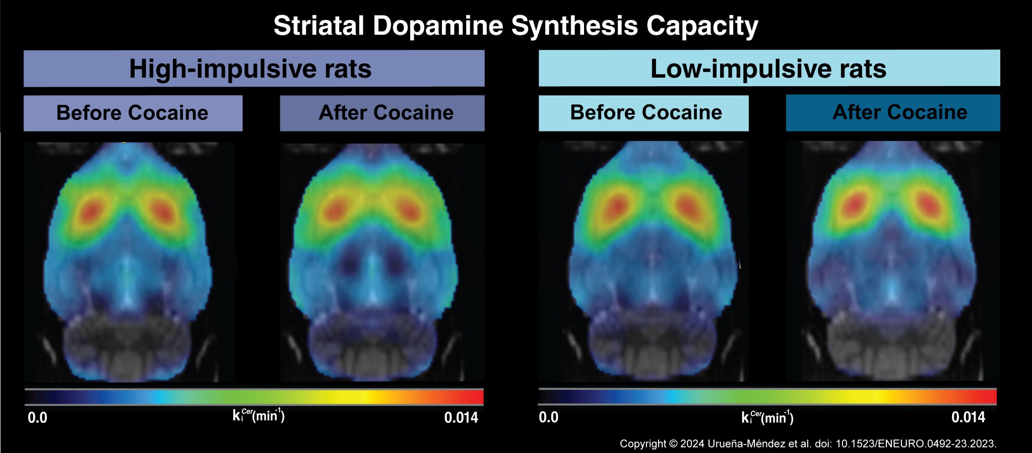Challenging Assumptions: Study Debunks Dopamine’s Role in Cocaine Abuse