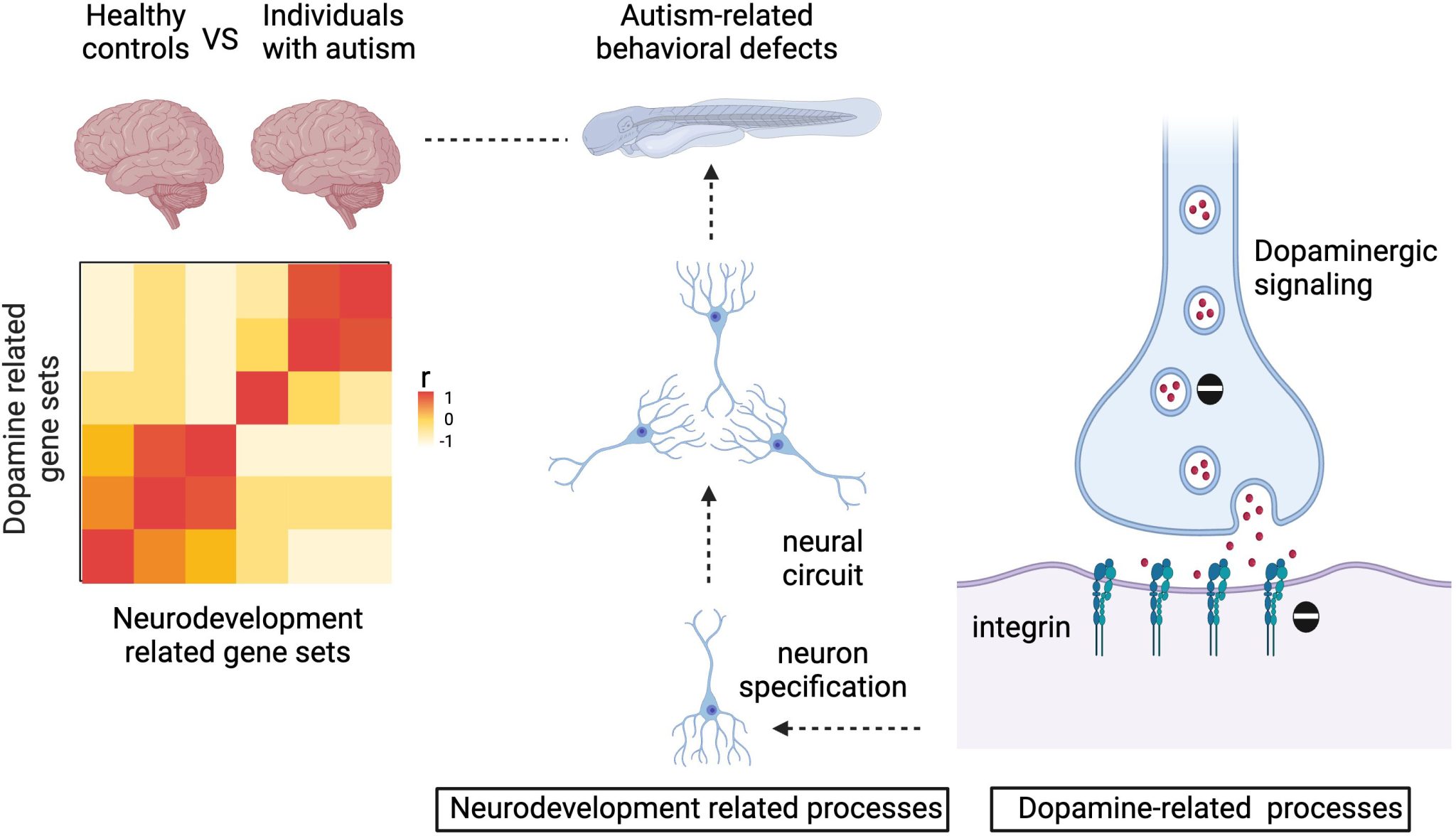 Developmental Twist – New Study Links Autism to Disrupted Dopamine