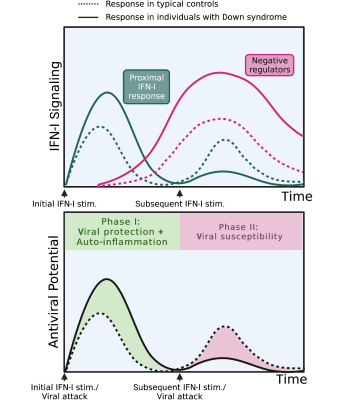 Oscillating Immune Response: Explaining Viral Infection Paradox in ...