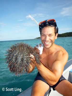 Las estrellas de mar con corona de espinas se comen a sí mismas fuera ...