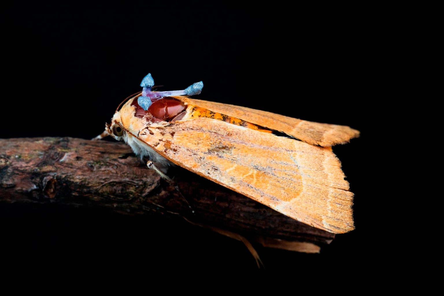 Moths to a Flame: Millennia-Old Mystery About Insects and Light at ...