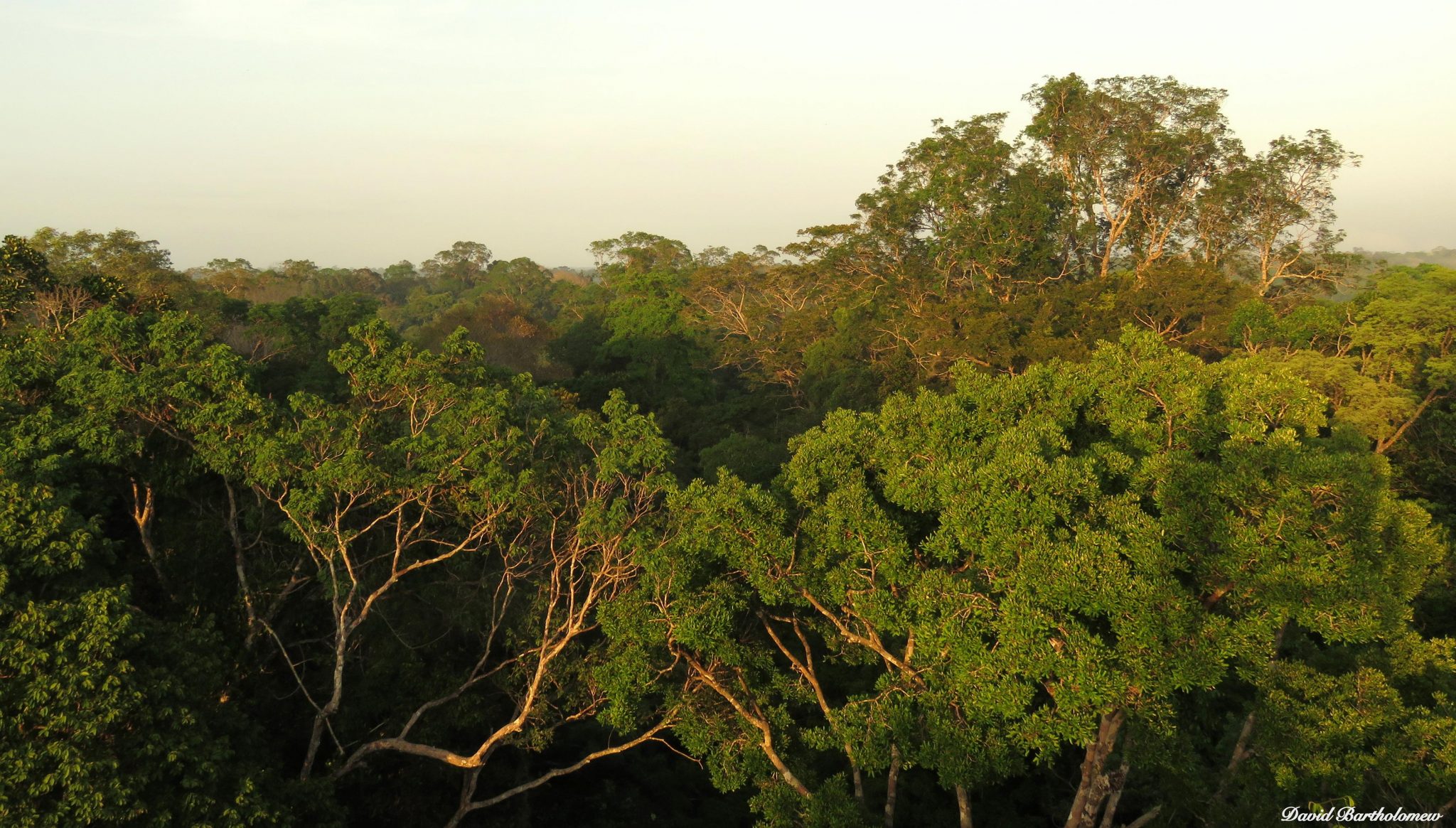 Larger Trees More Likely to Die From Drought in the Amazon – Small ...