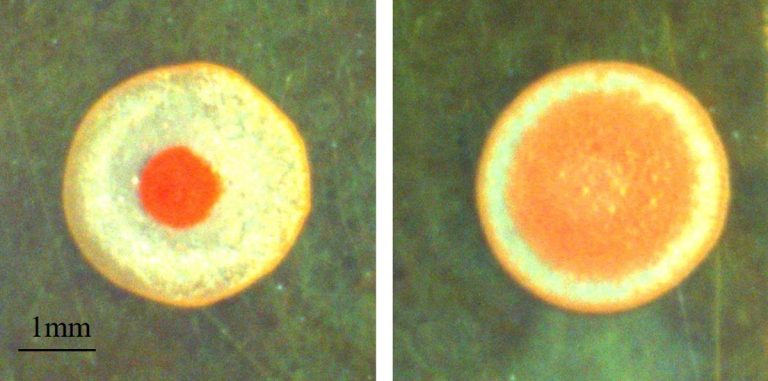 Scientists Watched Paint Dry – The Puzzling Patterns Revealed a World ...