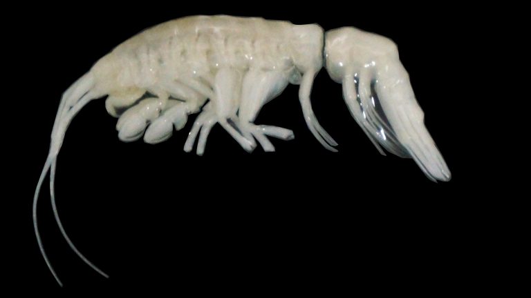 Darkness Revealed: Fierce Predator Emerges From Earth’s Deepest Waters