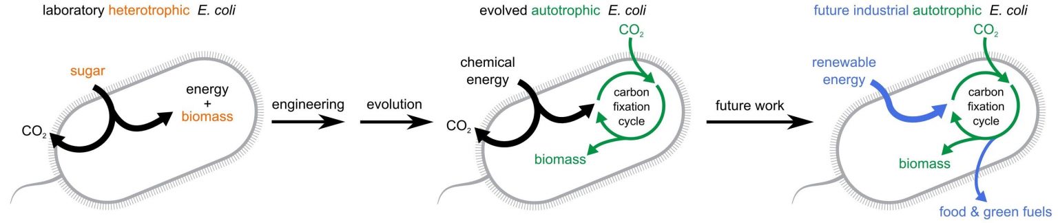 Researchers Evolve Bacteria That Consume CO2 for Energy