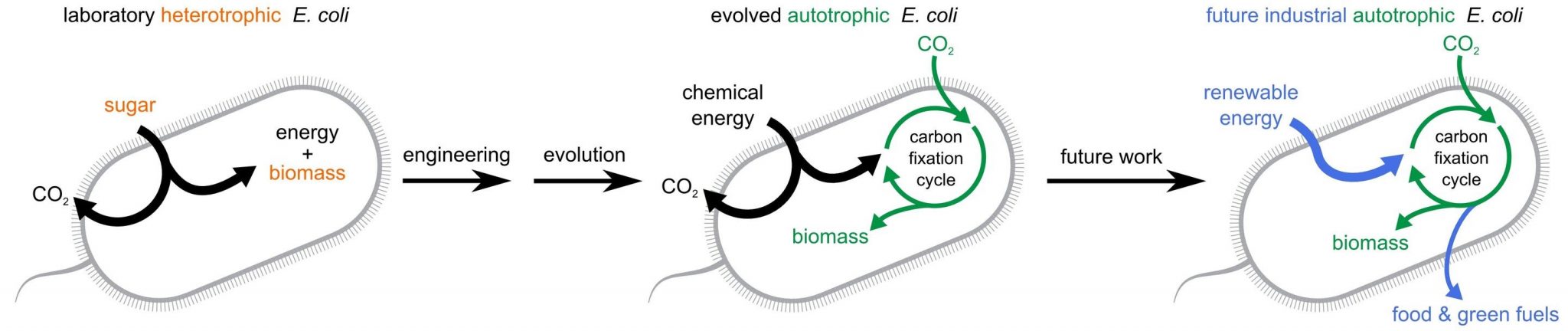 Researchers Evolve Bacteria That Consume CO2 for Energy