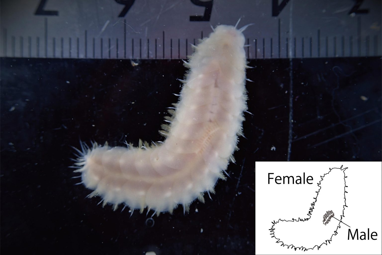 Evolutionary Mystery: New Marine Scale Worm Species First to Provide ...