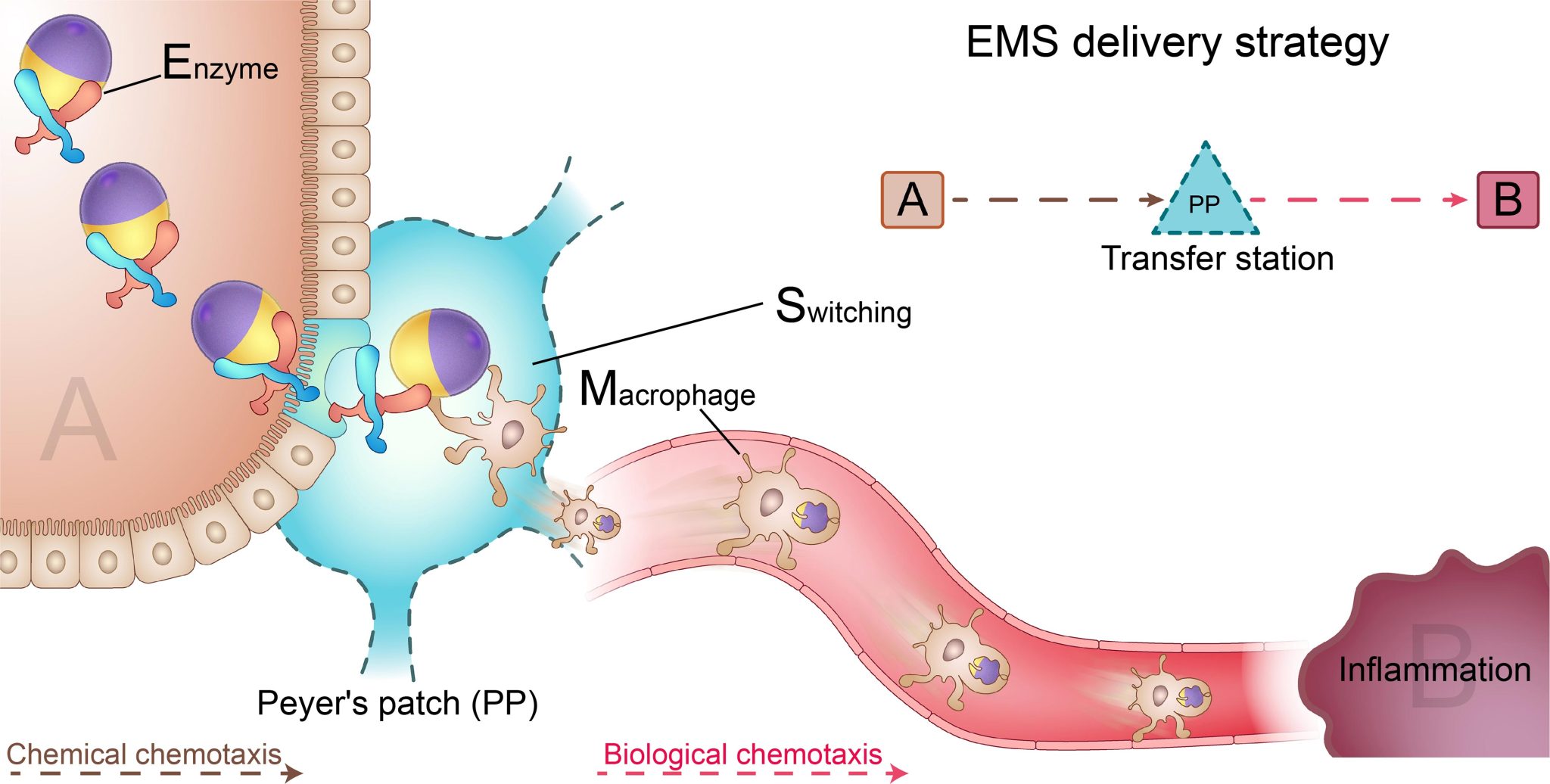 Revolutionary Twin-Bioengine Nanorobots for Gastrointestinal ...