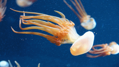 What Did the Earliest Animals Look Like? Chromosomal Clues Unearth the ...