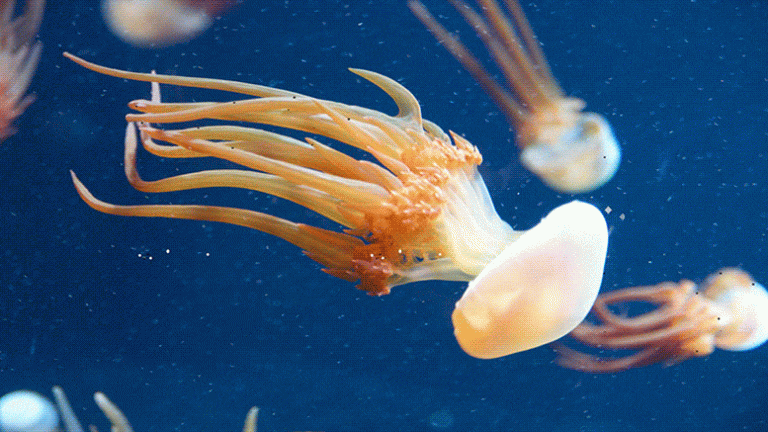 What Did the Earliest Animals Look Like? Chromosomal Clues Unearth the ...