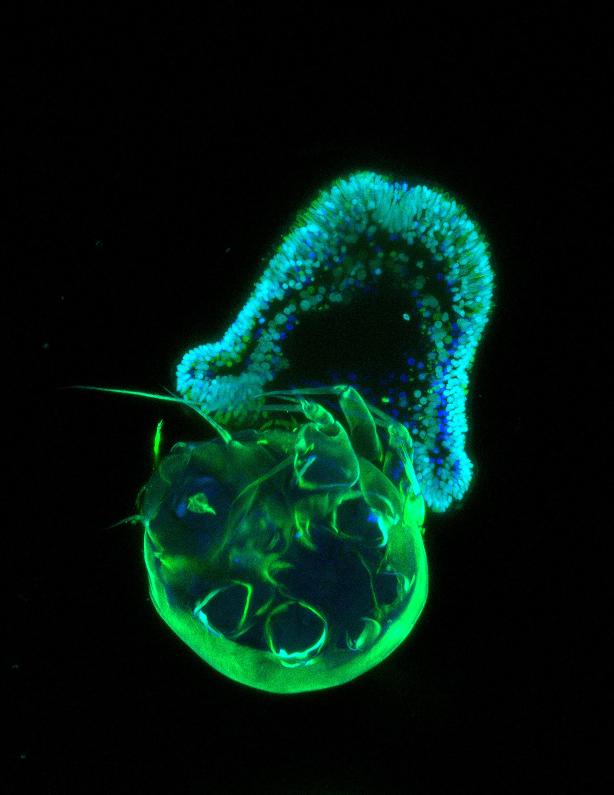 Surprising Findings – Were the First Animals Born Predators?